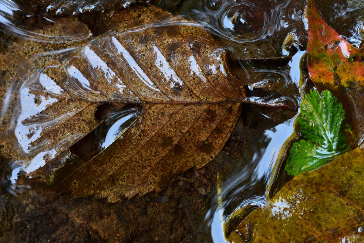 濡れ落ち葉033 | GANREF