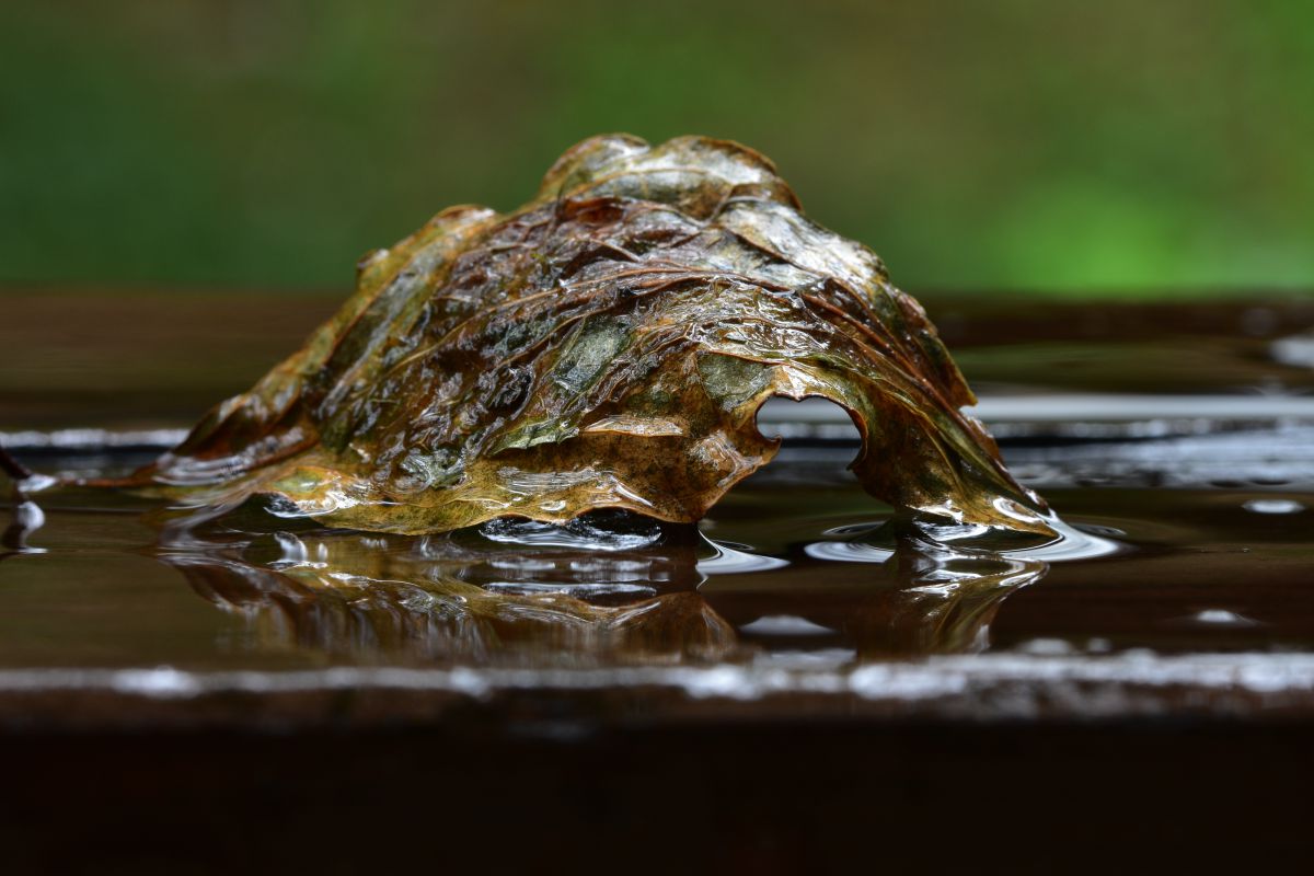 濡れ落ち葉027 | GANREF