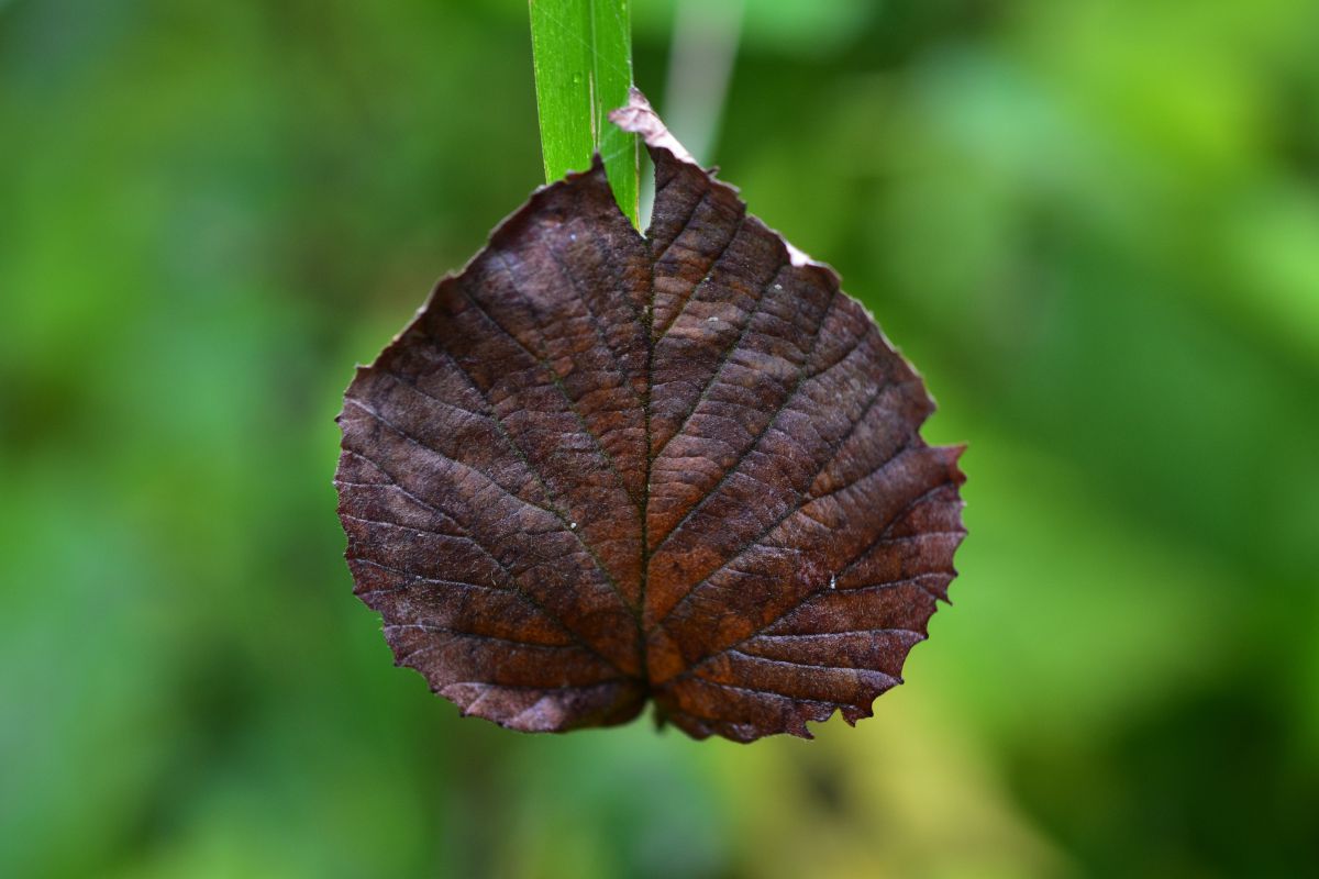 空中落葉012 | GANREF