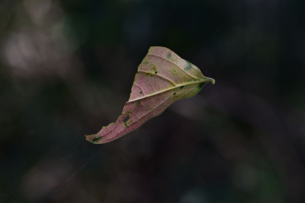 空中落葉010 | GANREF