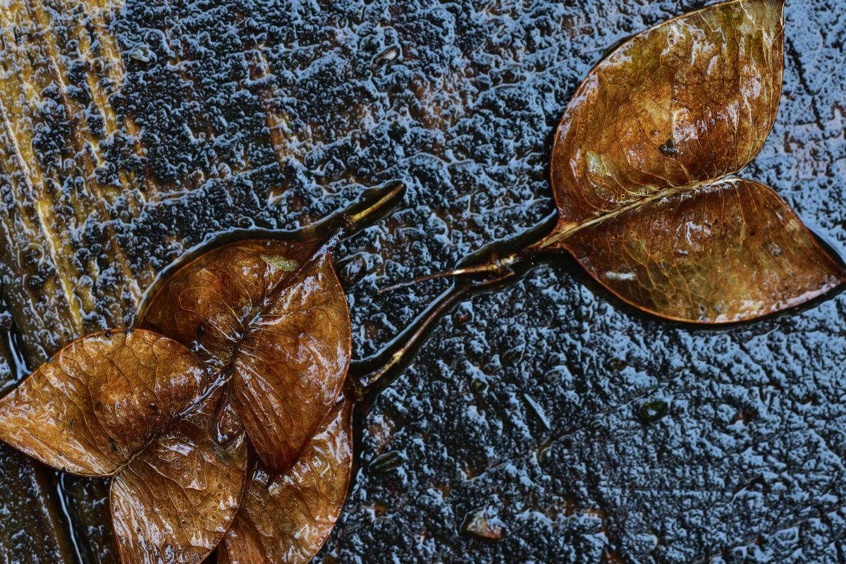 濡れ落ち葉010 | GANREF