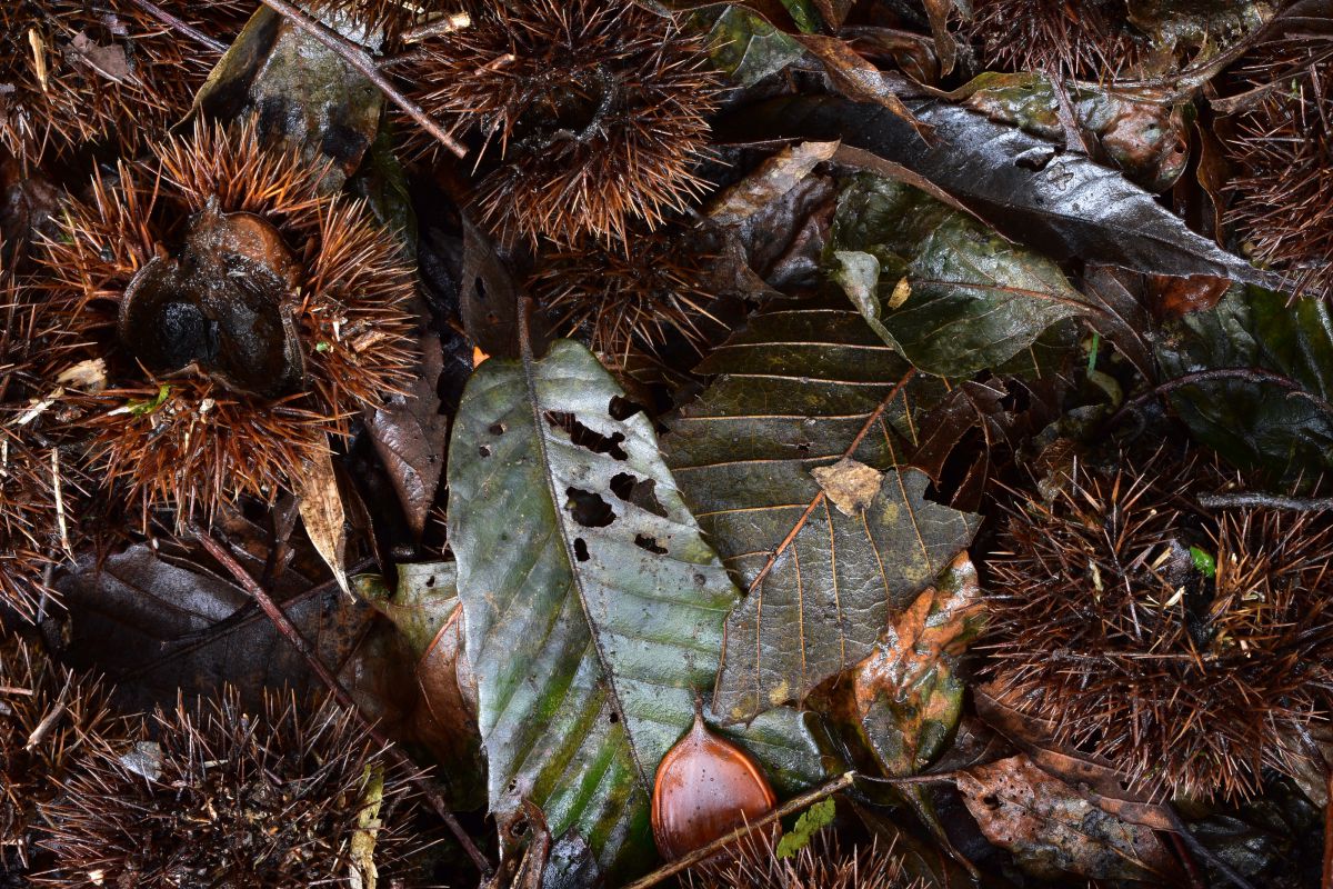 濡れ落ち葉020 | GANREF