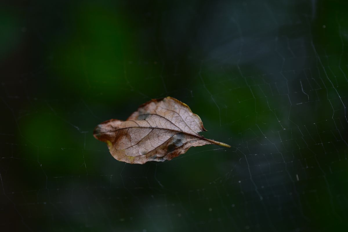 空中落葉008 | GANREF