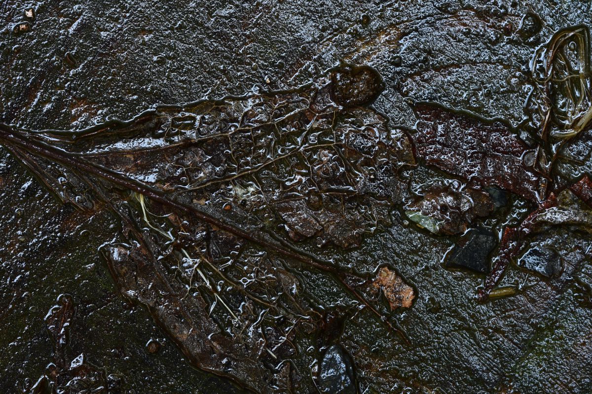 濡れ落ち葉029 | GANREF