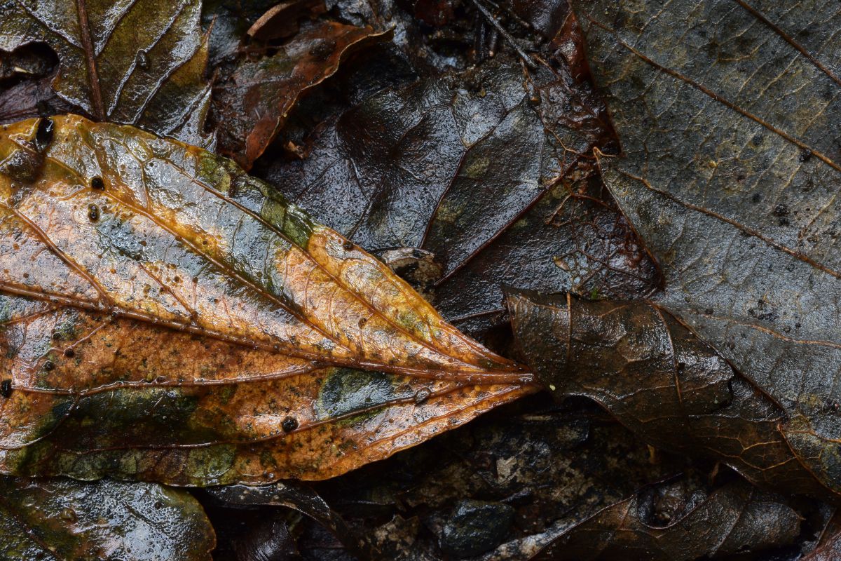 濡れ落ち葉015 | GANREF