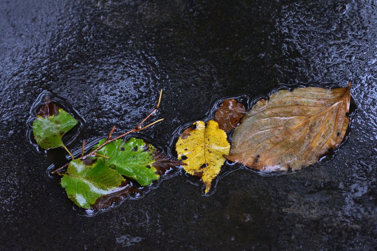 濡れ落ち葉017 | GANREF