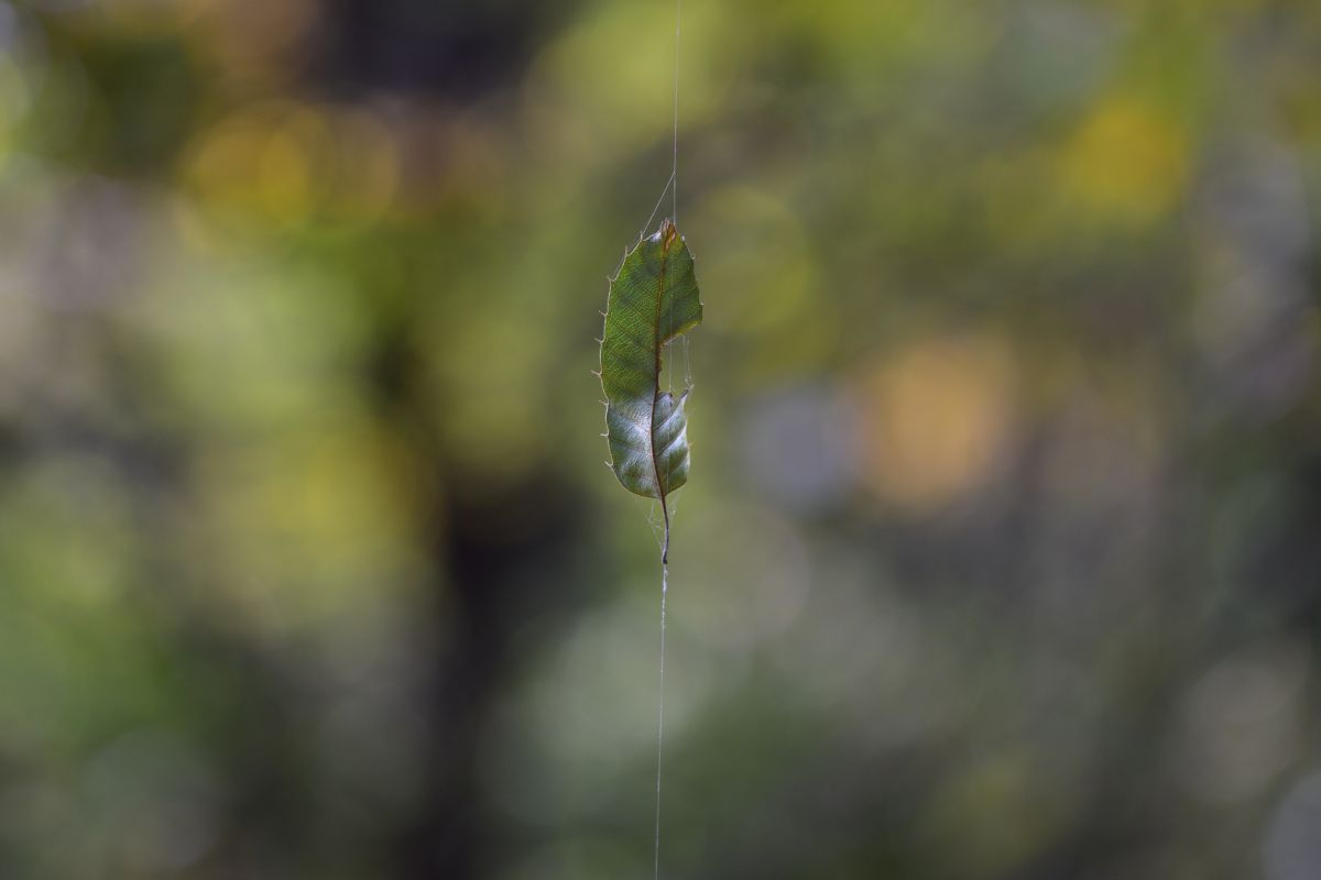 空中落葉013 | GANREF