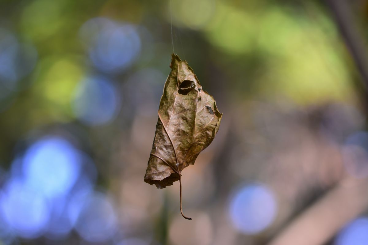 空中落葉014 | GANREF