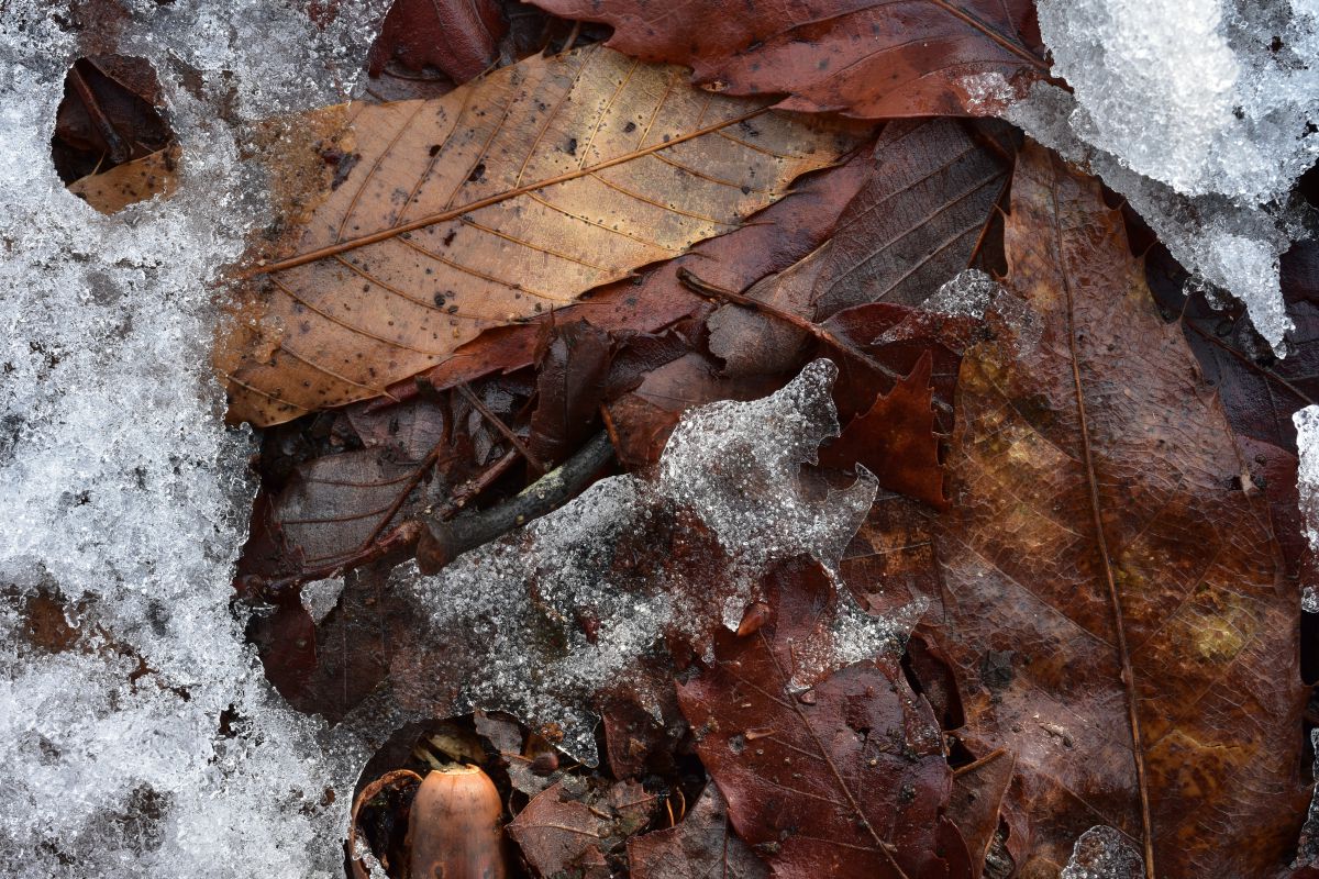 氷結落葉009 | GANREF