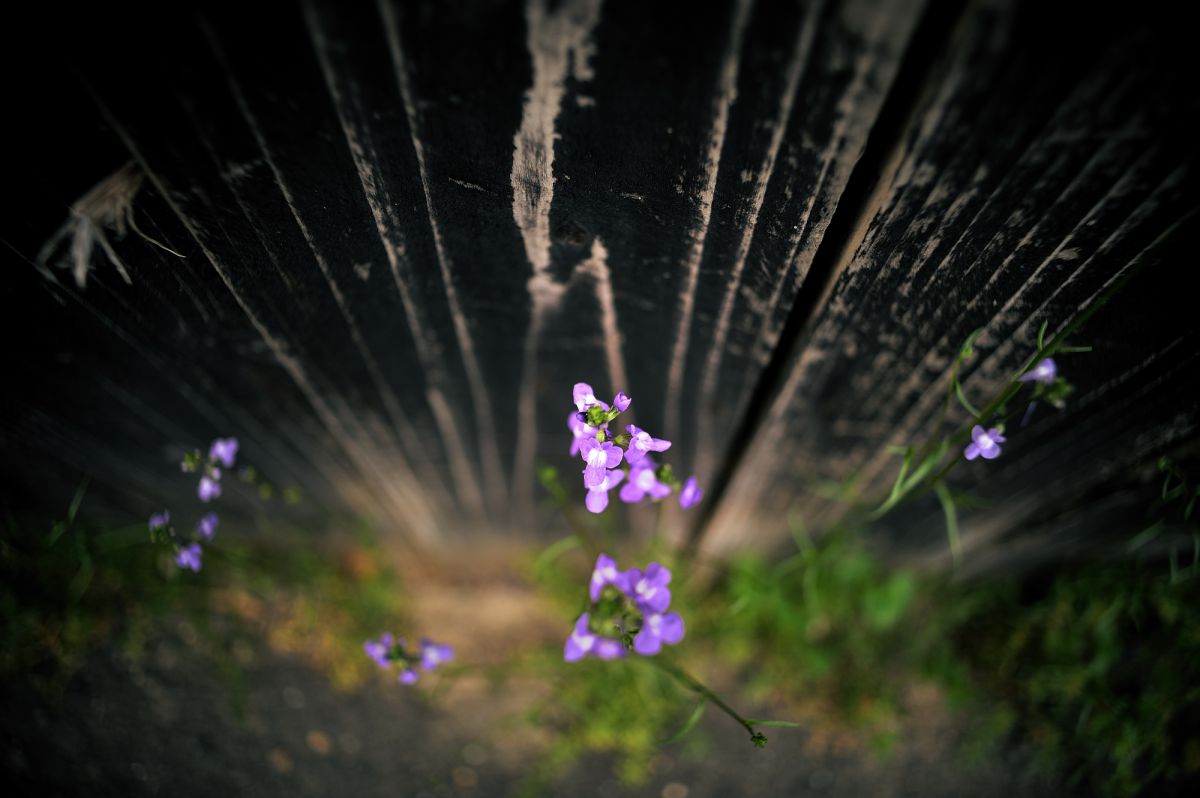 little purple | GANREF