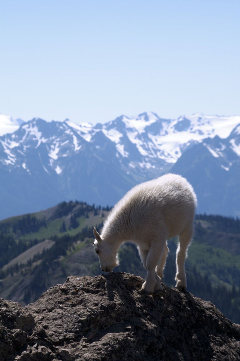 Mountain Goat 2010 - II - | GANREF