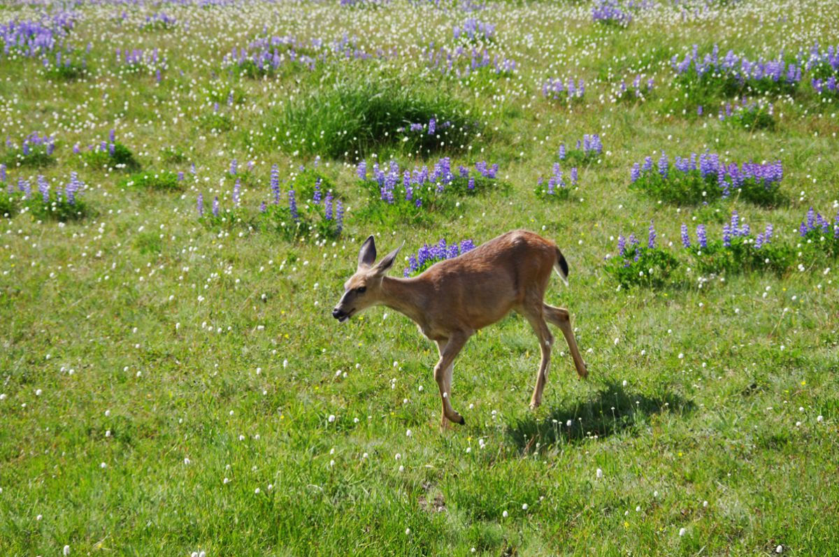 Hurricane Ridge '12 -5- | GANREF