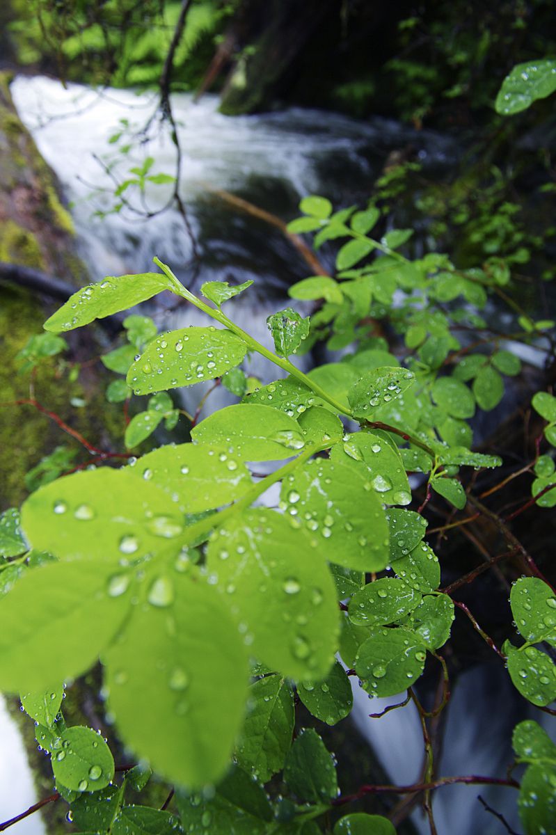 Rhythm of the Water. | GANREF