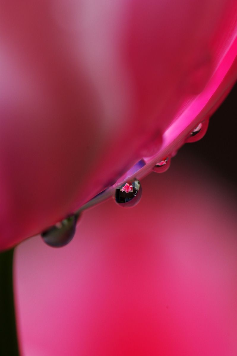 Morning Trickle | GANREF