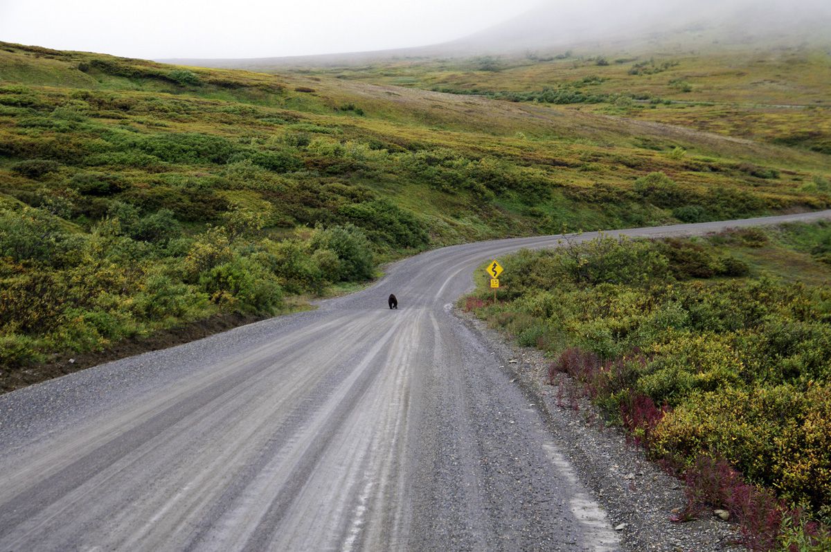 Bear Walking Road. | GANREF