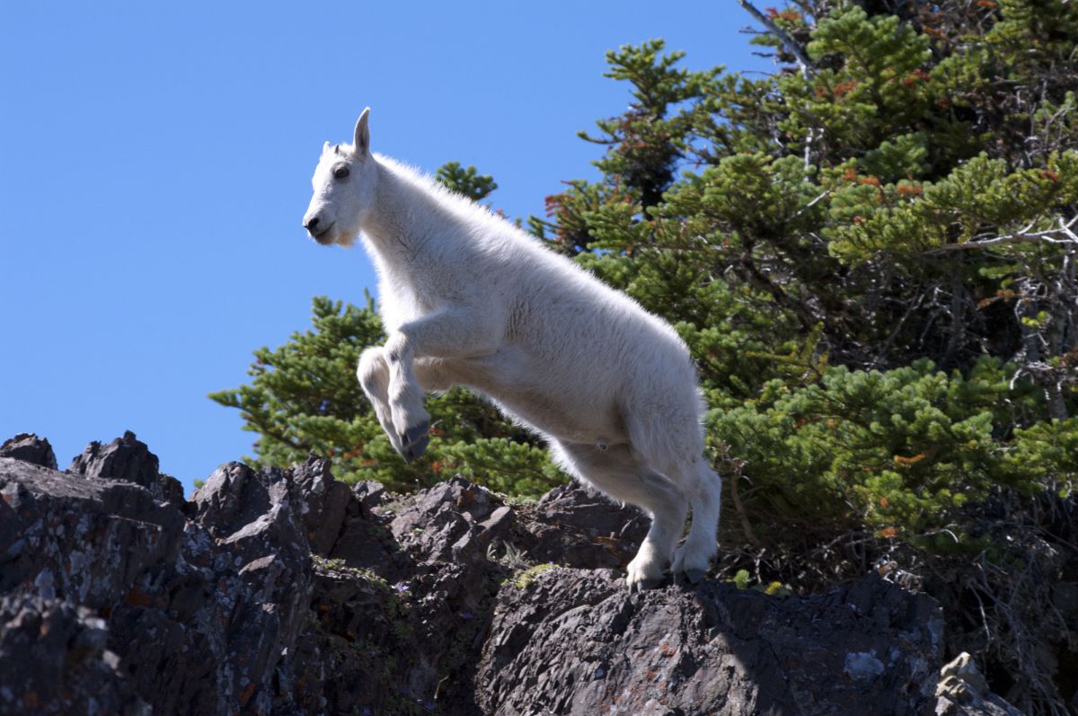 Mountain Goat 2010 - I - | GANREF