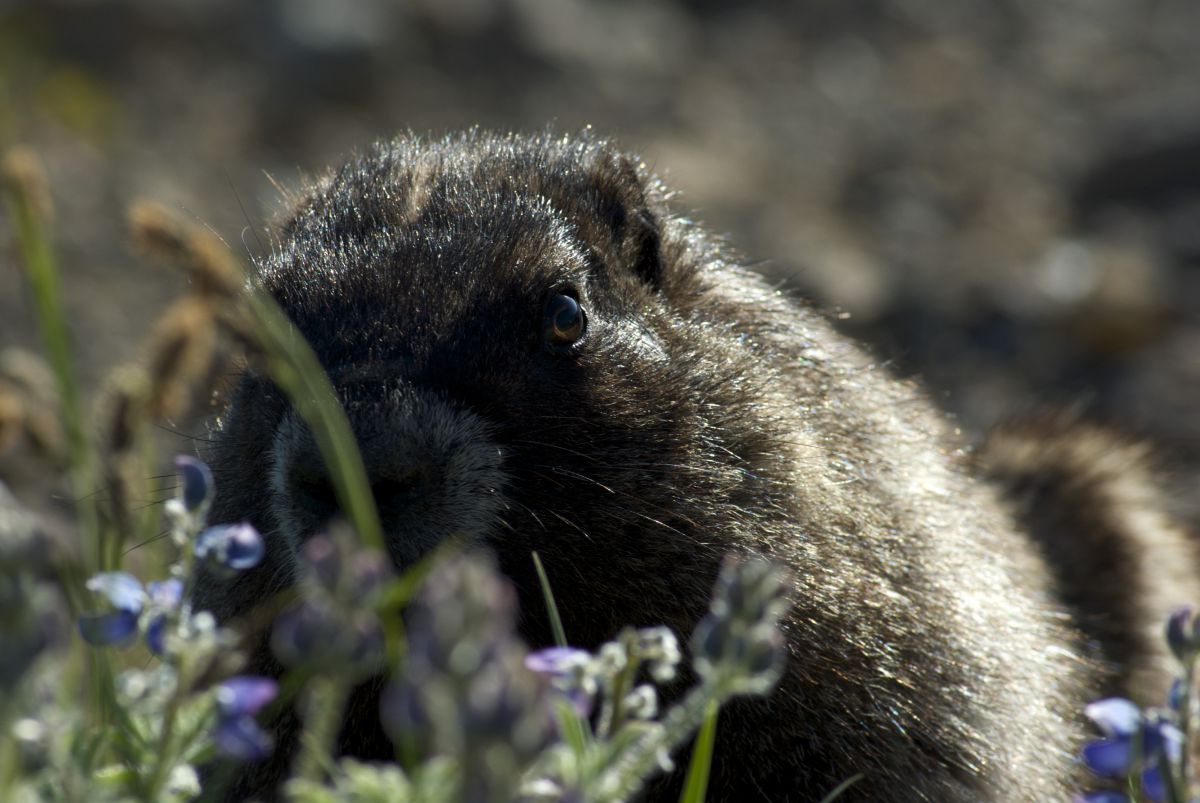 Peek A Boo. | GANREF