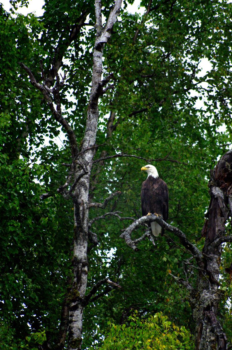 Bald eagle at Talkeetna. | GANREF