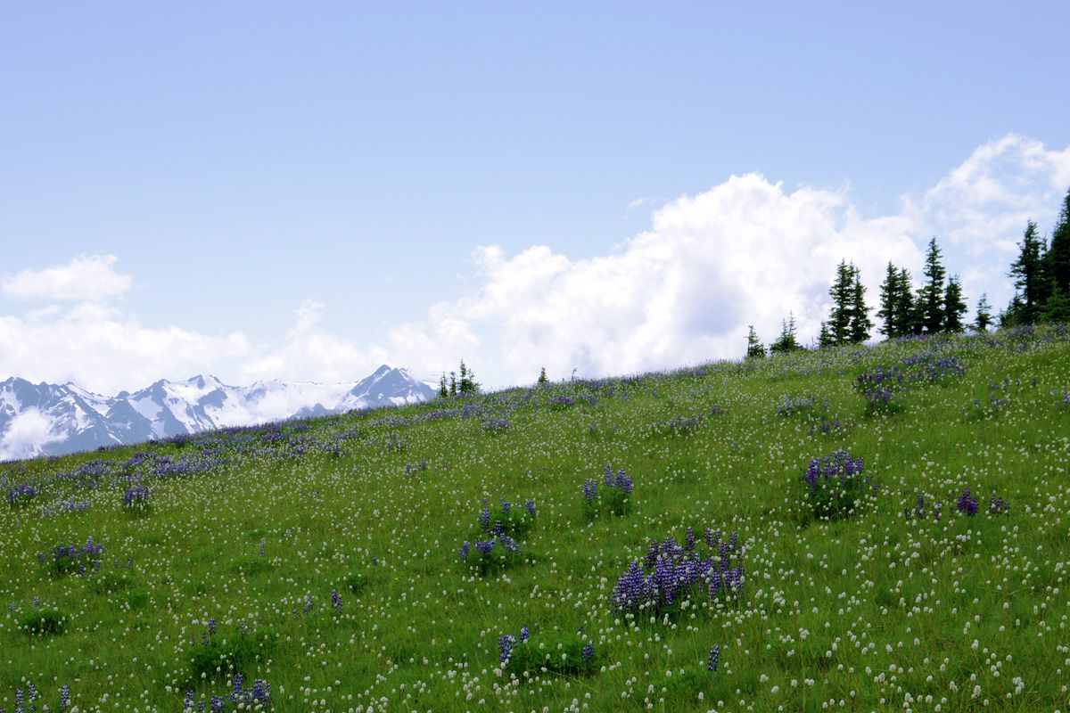 Hurricane Ridge '12 -2- | GANREF