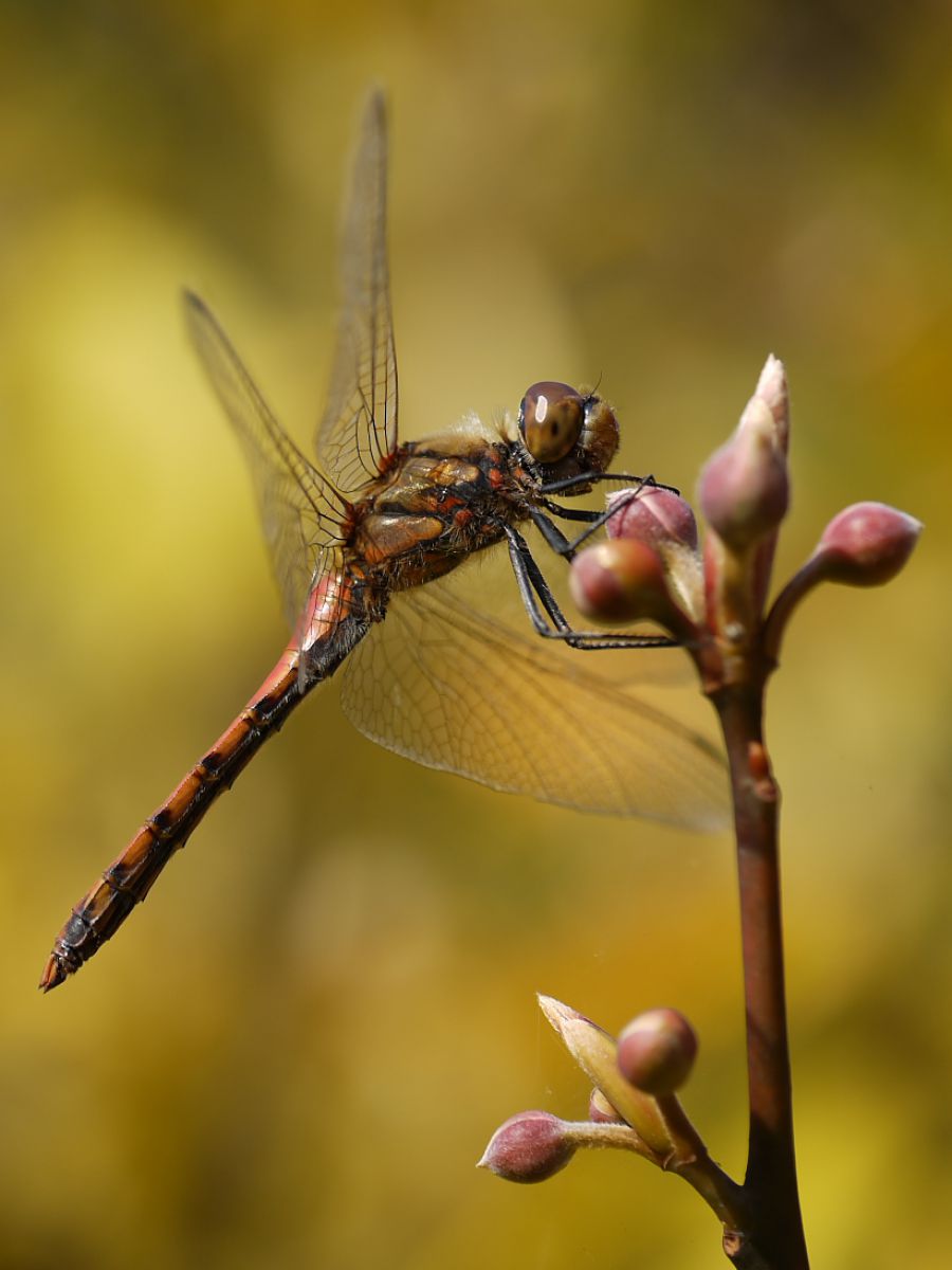 Dragonfly | GANREF