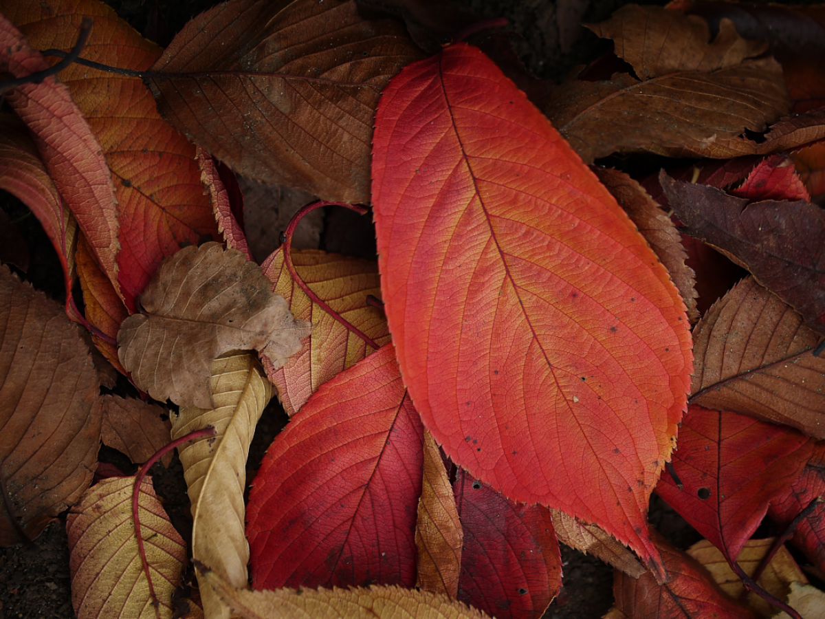 Autumn Leaves | GANREF