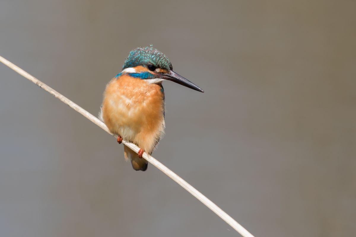 Simple is best | GANREF