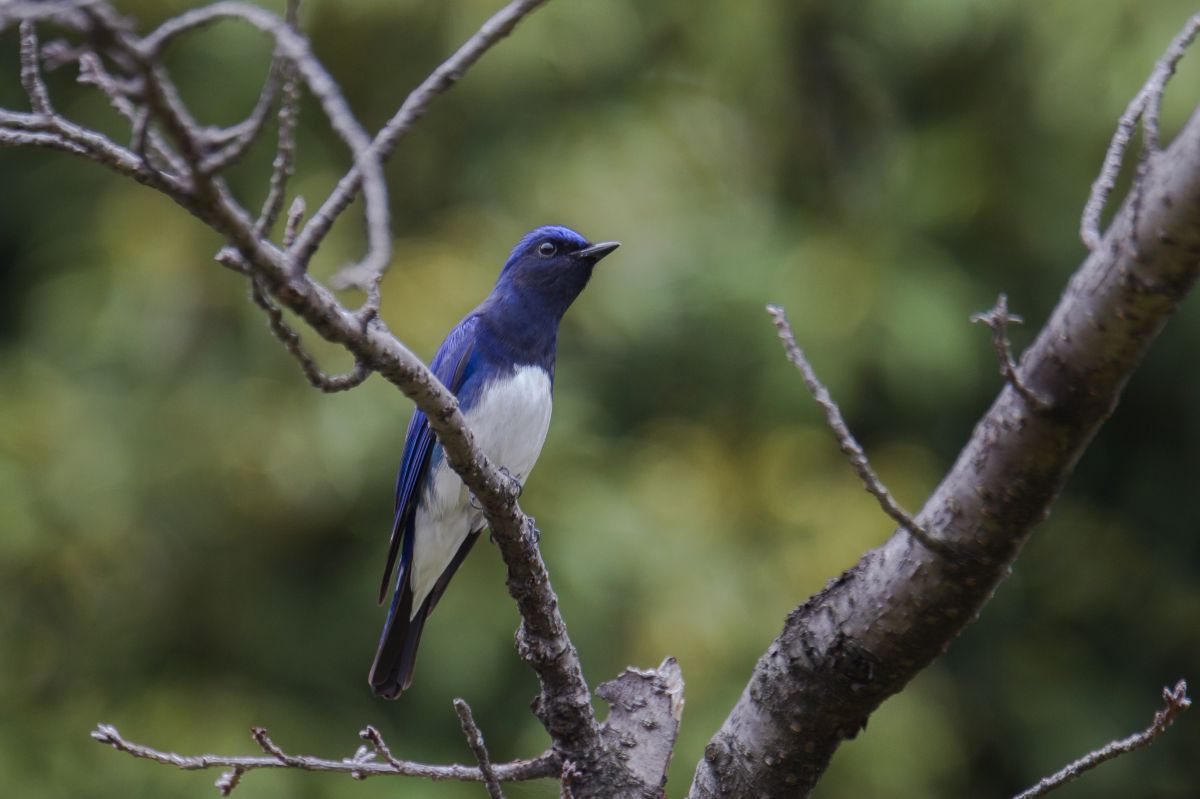 Blue Bird #2 | GANREF