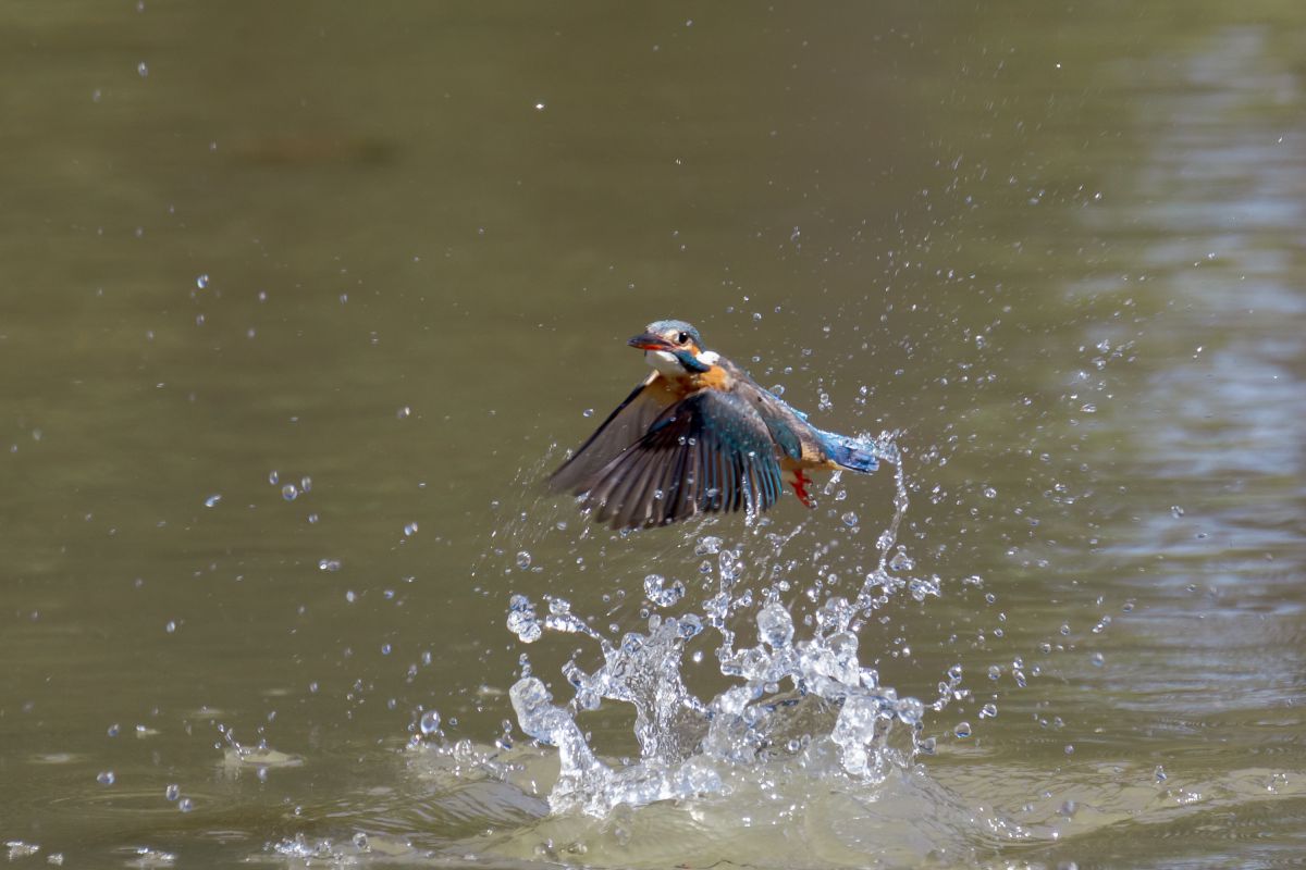 Kingfisher #17 | GANREF