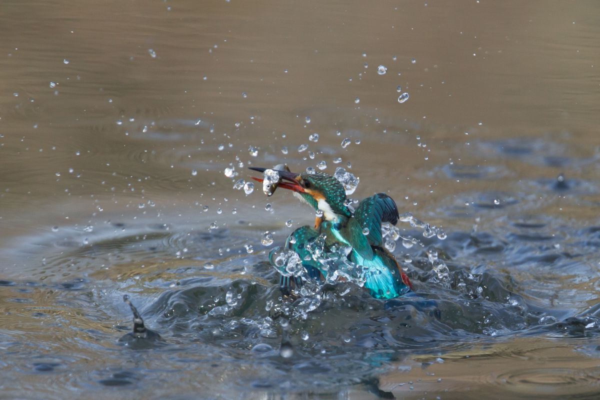 Kingfisher #8 | GANREF