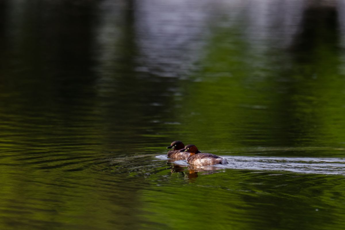 Little grebe | GANREF