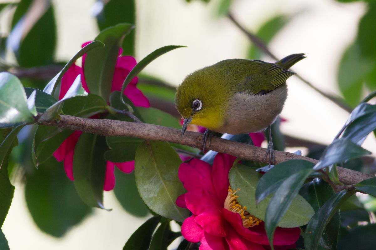 Japanese White-eye | GANREF