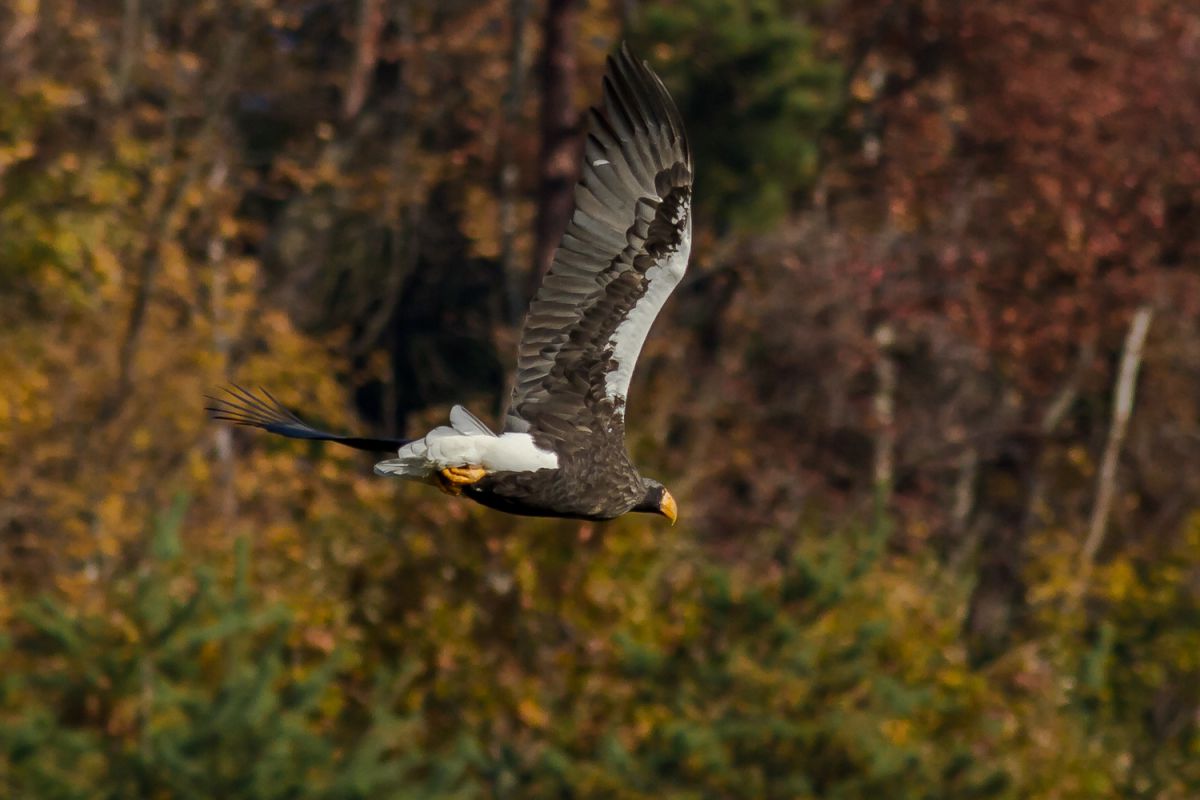 Steller's sea eagle #2 | GANREF