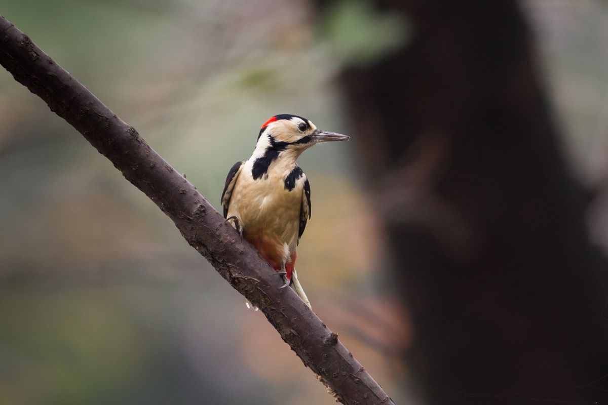 赤啄木鳥 其の二 | GANREF