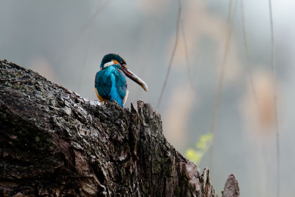 振り返れば奴がいる | GANREF