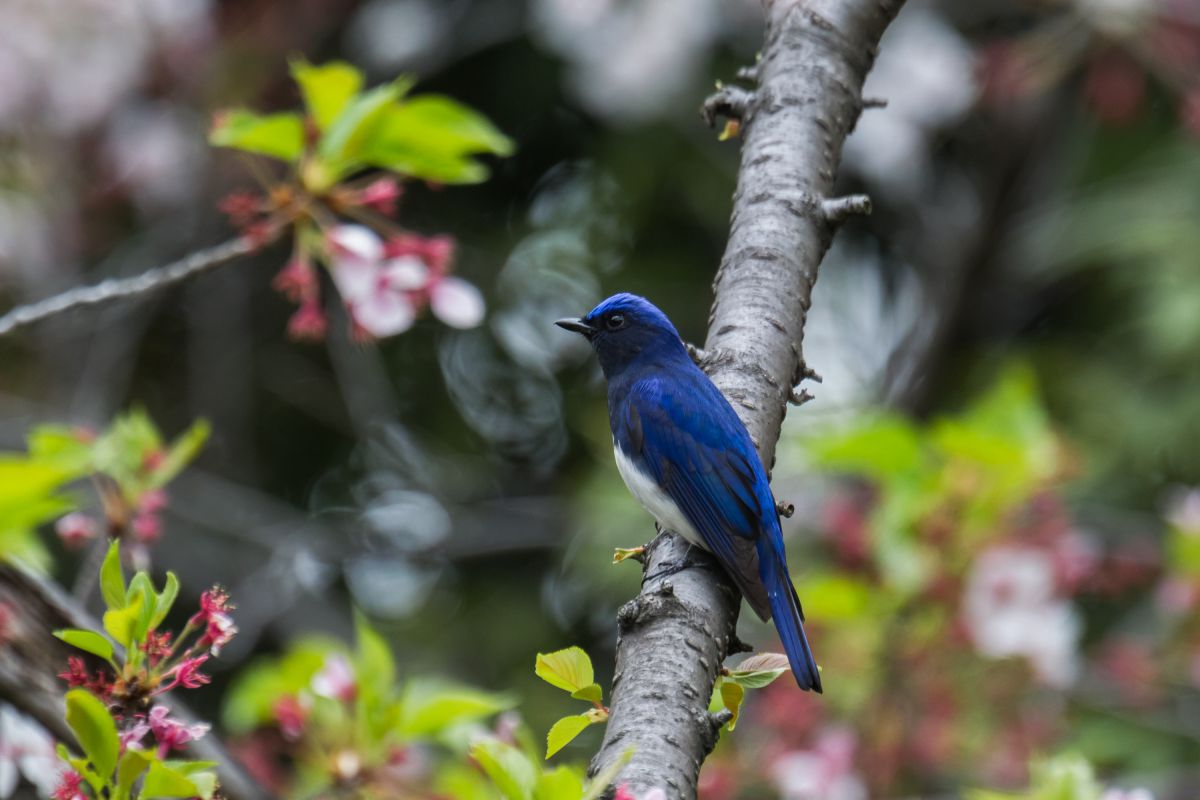Blue Bird | GANREF
