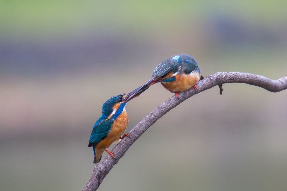 love love love | GANREF