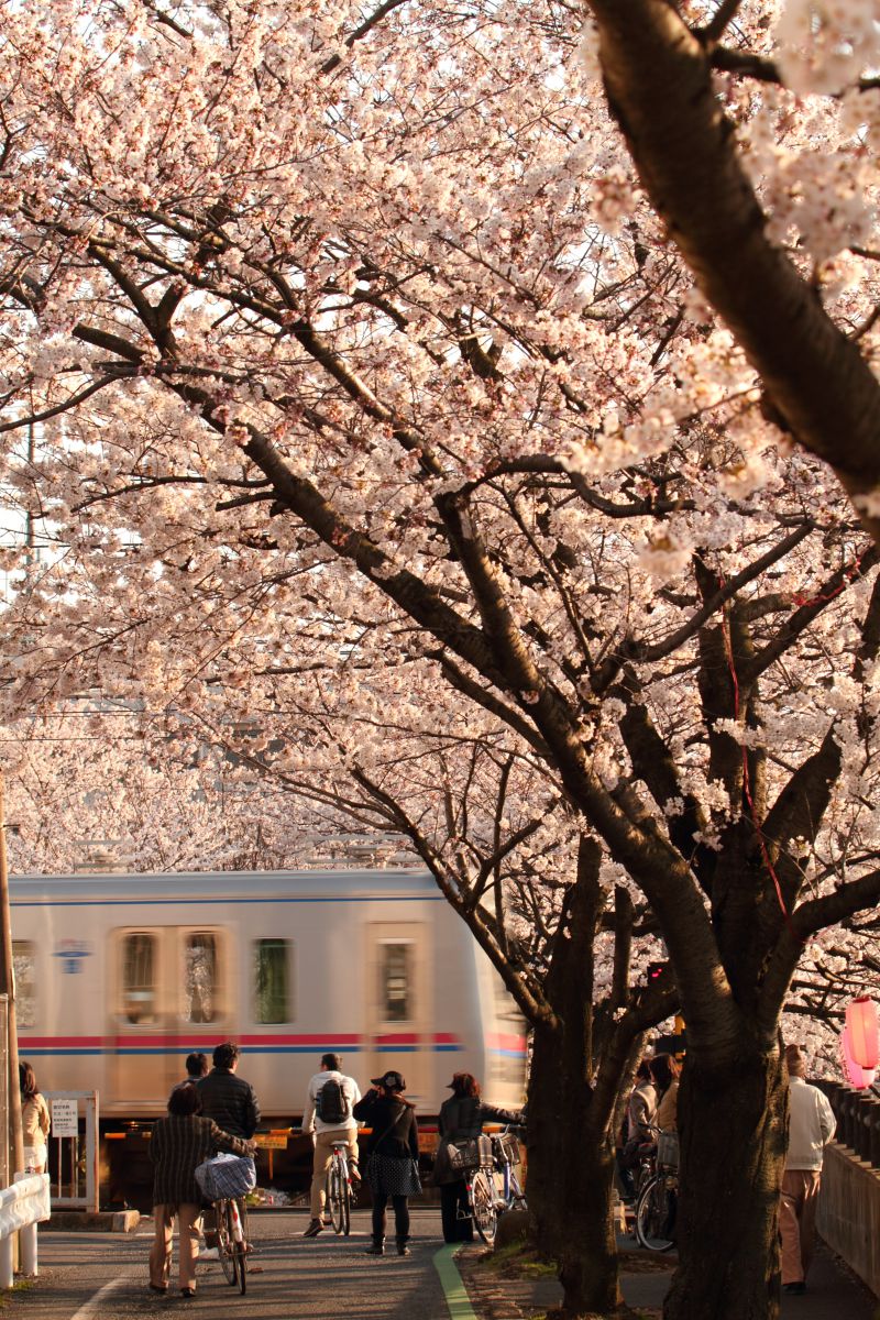 2012-桜-Ⅱ | GANREF