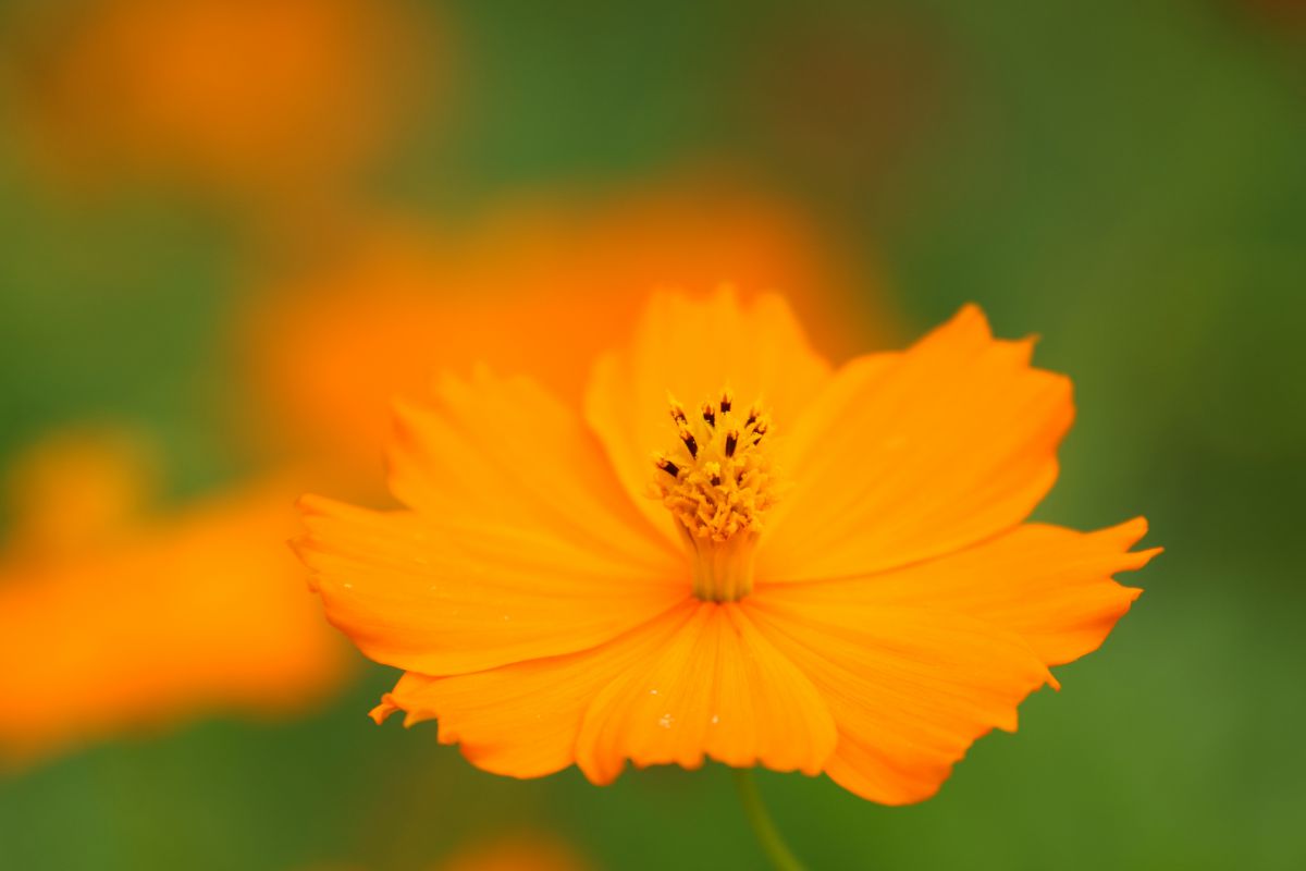 コスモス | GANREF