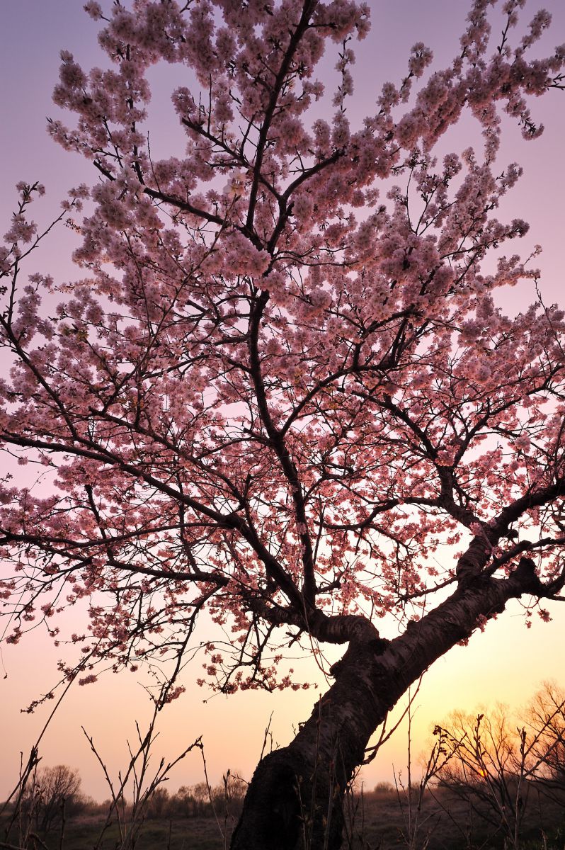 夕陽に染まって | GANREF