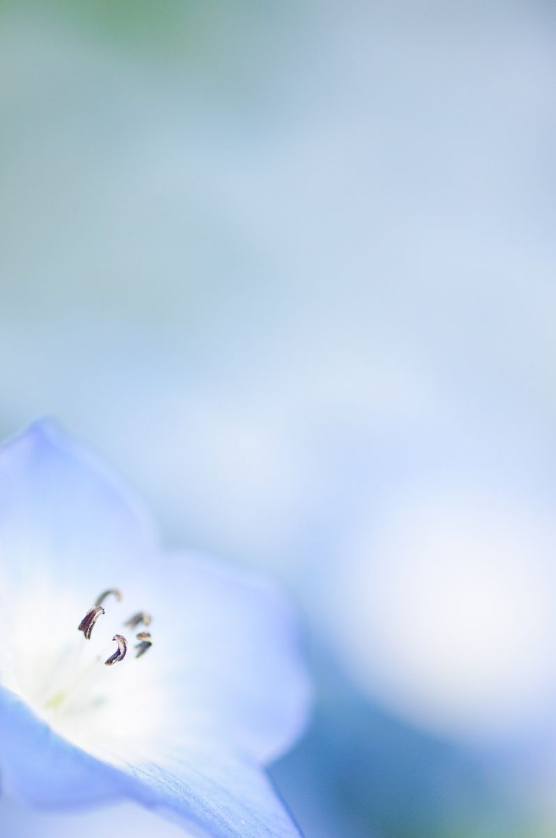 ネモフィラ | GANREF