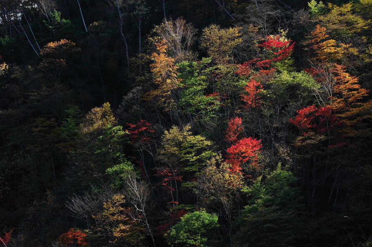 光刺す紅葉 | GANREF