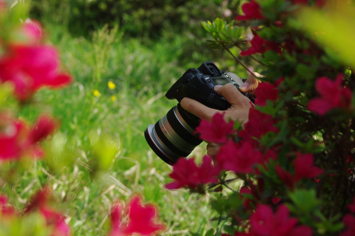 ツツジのむこうに | GANREF