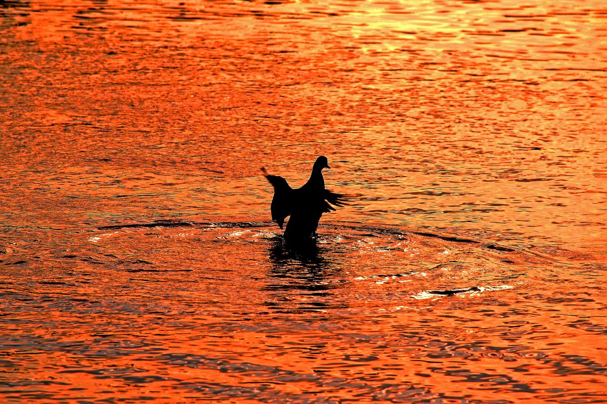 Flutter Dance | GANREF