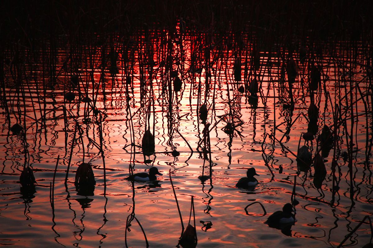 MIRAGE “緋色” | GANREF