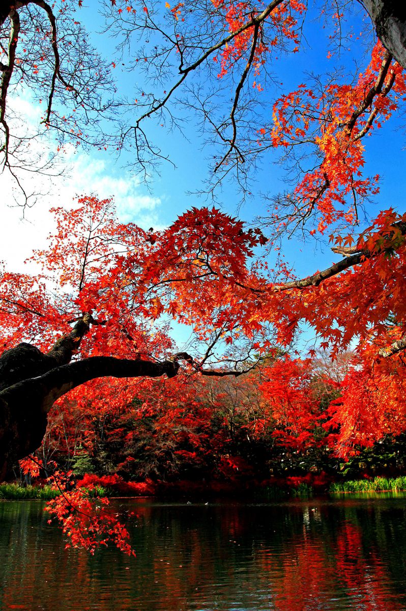 Colors Of Japan | GANREF