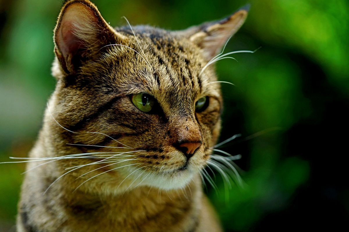 Wild Cat | GANREF