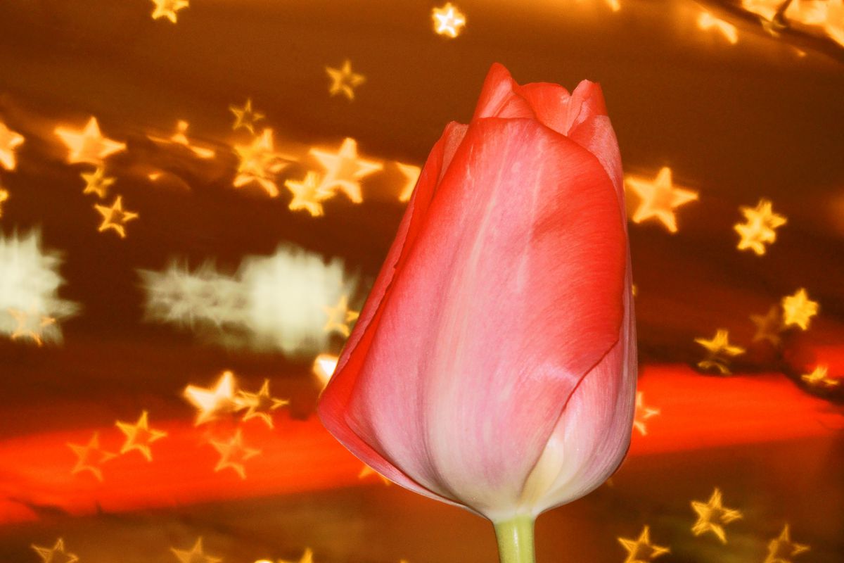 Dancing Queen | GANREF