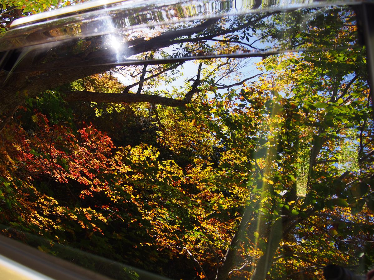 紅葉〜Show Window風に・・・・ | GANREF