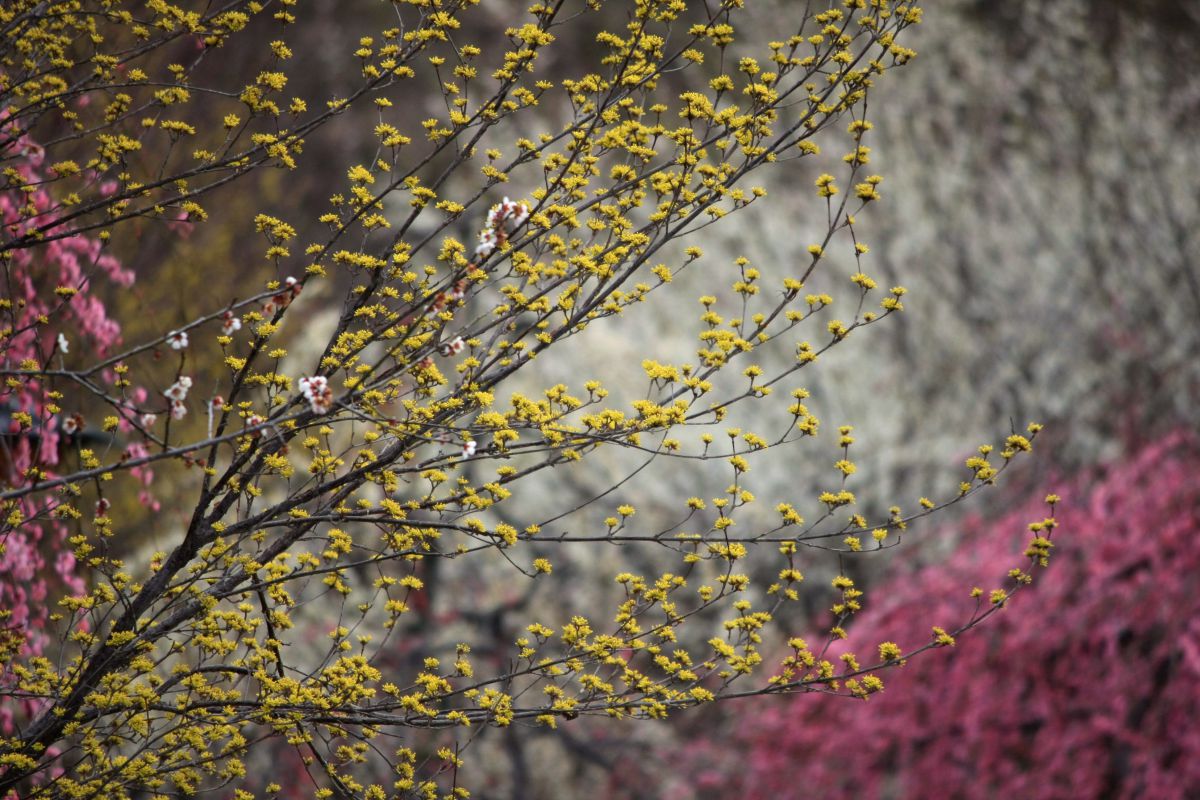 春のyellow | GANREF