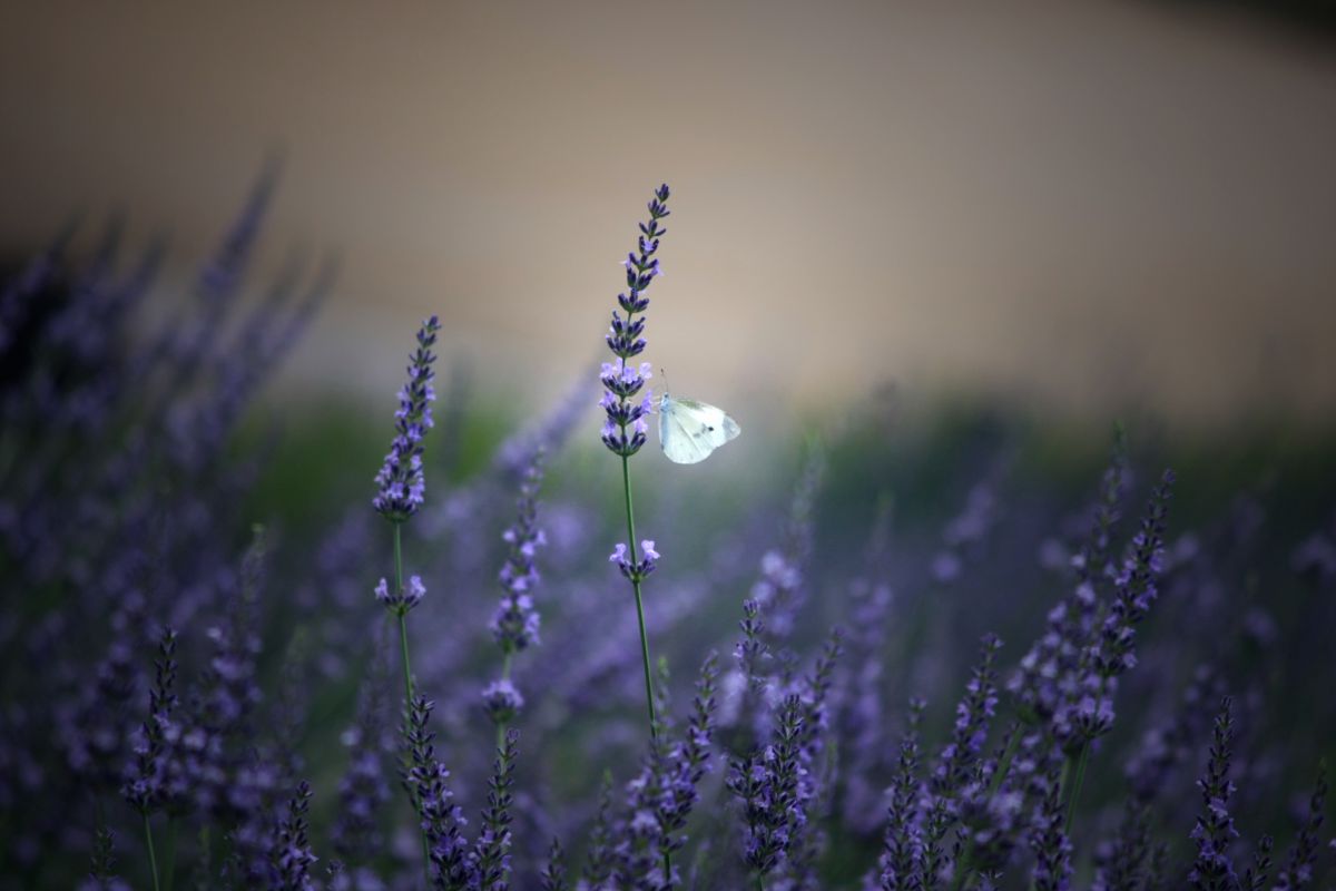 lavender | GANREF